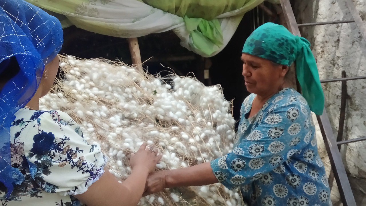 An Economist vs. Uzbekistan’s Silk Industry: Whose Facts Matter ...